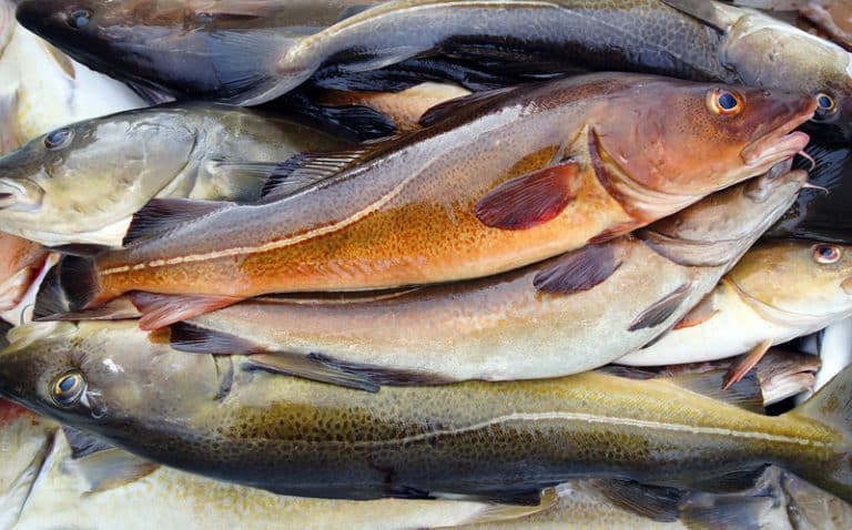 Halibut vs Cod: What's The Difference - FuncFish