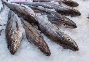 Hake vs Cod - Understanding Their Main Differences - FuncFish