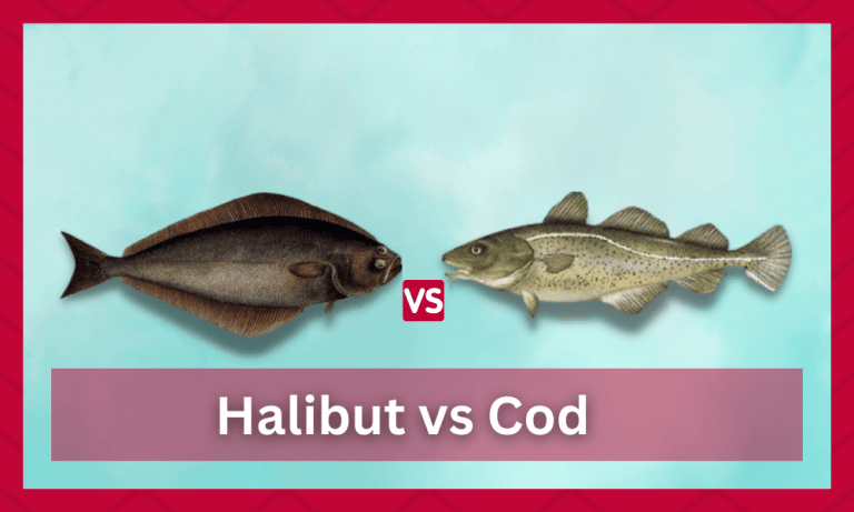 Halibut vs Cod: What's The Difference - FuncFish