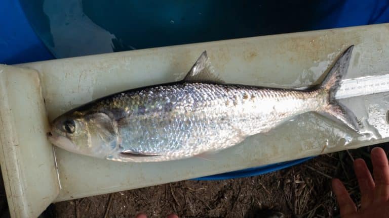 Shad vs Shiner: Which Bait Should You Use? - FuncFish