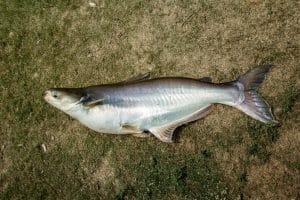 Swai vs Basa: The Most Important Differences - FuncFish