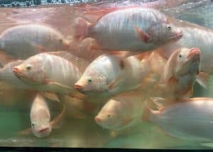 Red Tilapia vs Black Tilapia - Which Is The Better Fish? - FuncFish