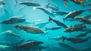 Scrod vs Cod: Do You Know Their 4 Main Differences? - FuncFish