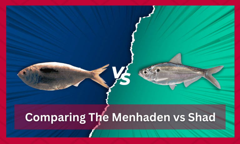 Menhaden vs Shad - What Makes Them Different? - FuncFish