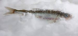 How To Eat Smelt Fish? (6 Basics To Know) - FuncFish