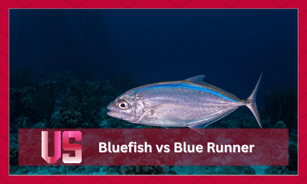 Comparison Archives - FuncFish