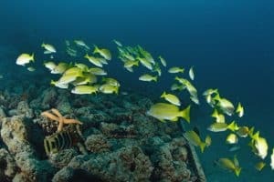 How To Catch Snapper Bluefish? (Beginner's Guide) - FuncFish