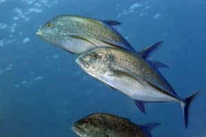 How To Rig Live Bait For Bluefin Tuna? (5 Quick Steps) - FuncFish