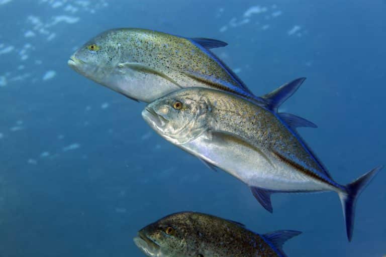 How To Rig Live Bait For Bluefin Tuna? (5 Quick Steps) - FuncFish