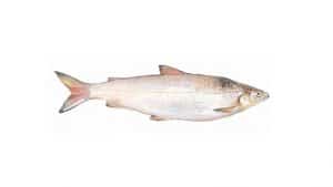 Alaskan White Fish vs Pacific Cod Fish (Comparison With Table) - FuncFish