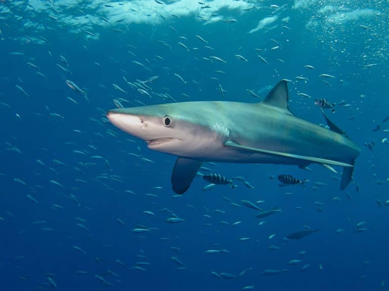 Blue Shark vs Mako Shark - Are They Dangerous? - FuncFish