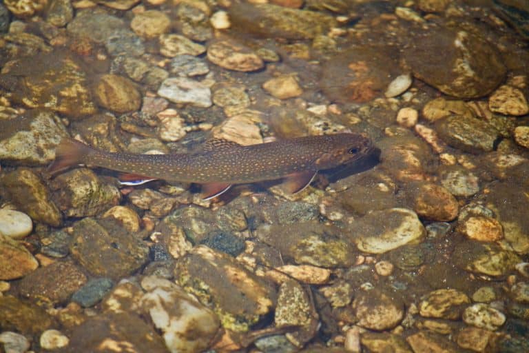 How To Catch Brook Trout In A Creek? (9 Fishing Tips) - FuncFish
