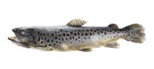 The Differences Between German Brown Trout vs Brown Trout - FuncFish