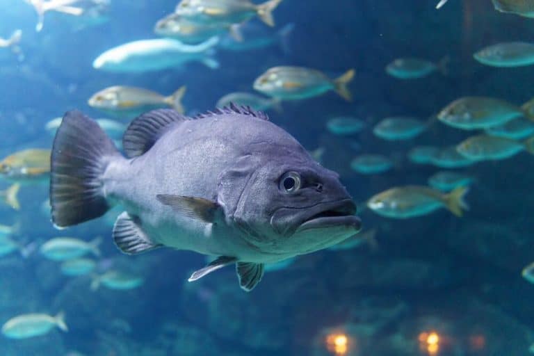 Hake Fish vs Haddock (Comparison With Table) - FuncFish