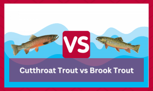 Cutthroat Trout vs Brook Trout - Major Difference? - FuncFish
