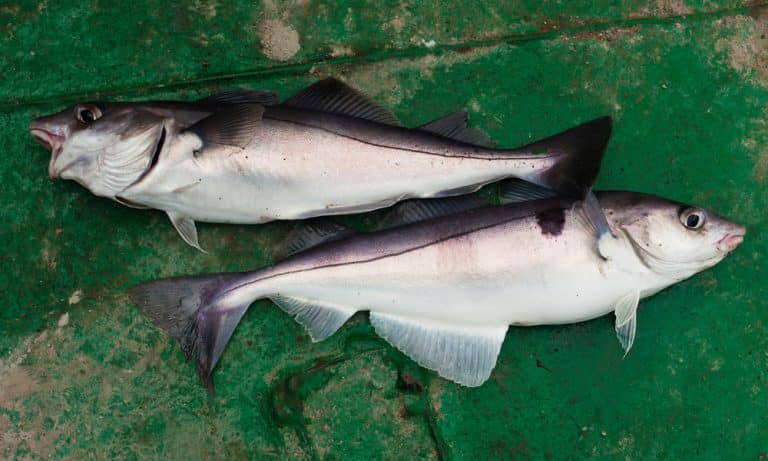 Pollock vs Haddock (Ultimate Comparison) - FuncFish