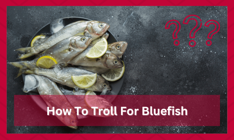 How To Troll For Bluefish? (Explained) - FuncFish
