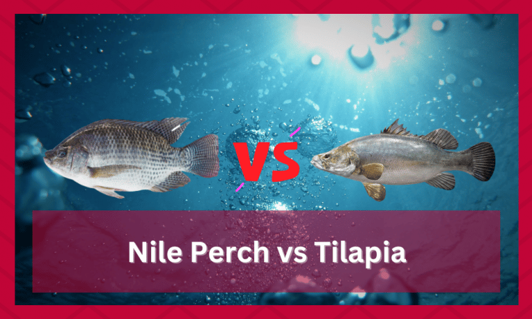 Nile Perch Vs Tilapia - Which Fish Is Better For You? - FuncFish
