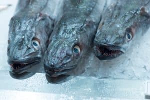 Hake vs Cod - Understanding Their Main Differences - FuncFish