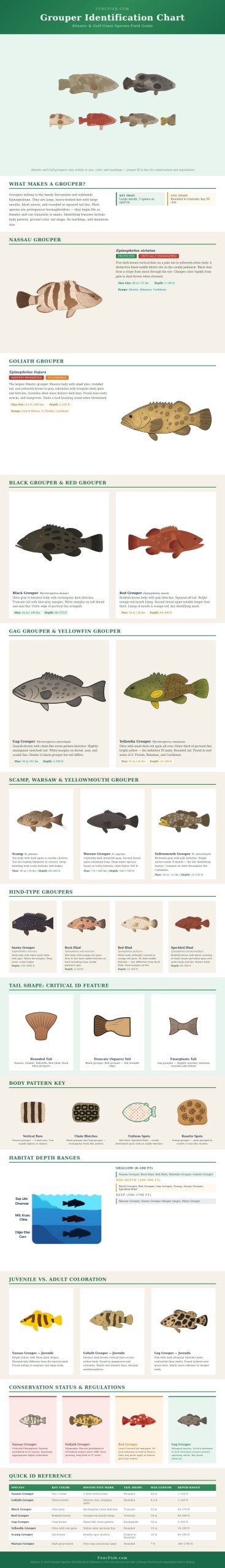 Grouper Identification Chart - FuncFish