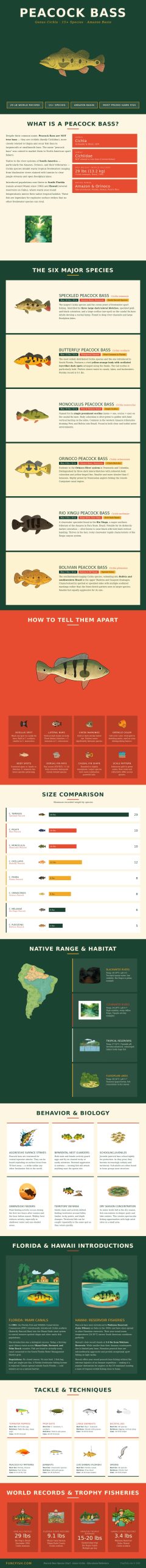 Peacock Bass Species Chart - FuncFish