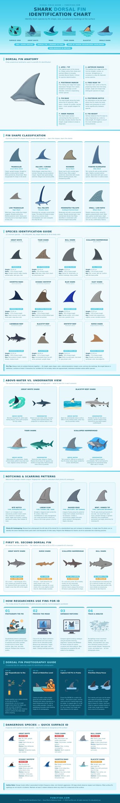 Shark Dorsal Fin Identification Chart - FuncFish