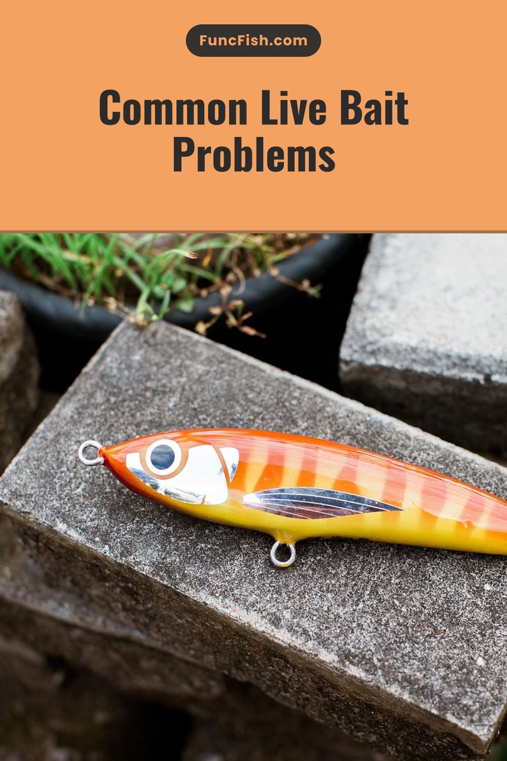 6 Common Live Bait Problems Every Angler Should Fix - FuncFish
